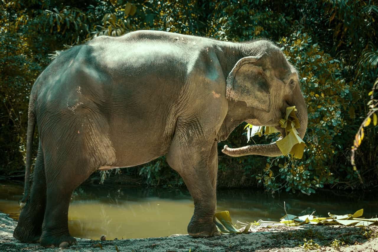 Our concept - Phangan Elephant Sanctuary
