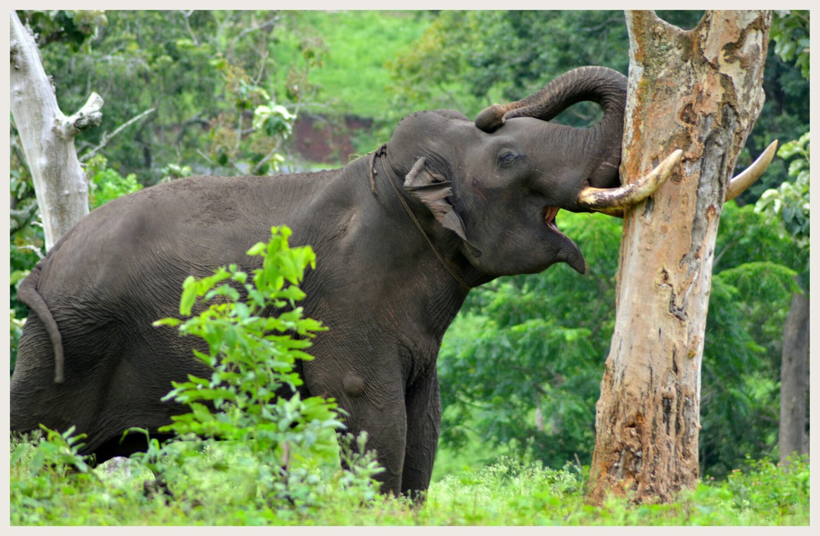 The Incredible Purposes of Elephant Tusks - Phangan Elephant Sanctuary