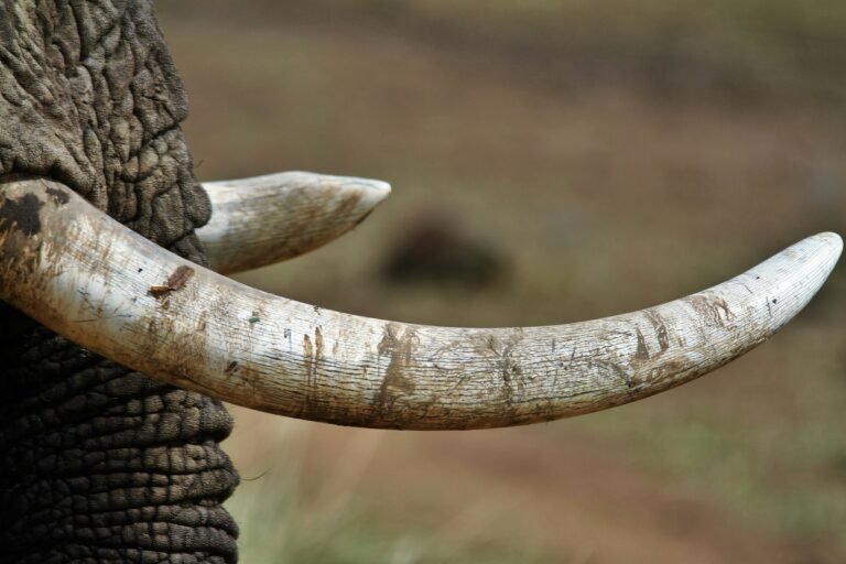 The Incredible Purposes of Elephant Tusks - Phangan Elephant Sanctuary