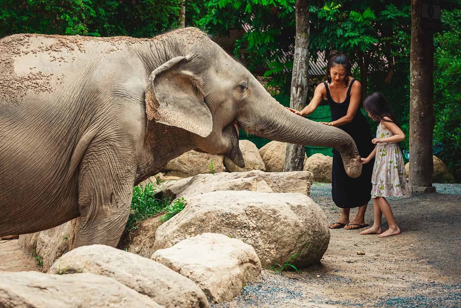 The Marvel of Elephant Trunks - Phangan Elephant Sanctuary