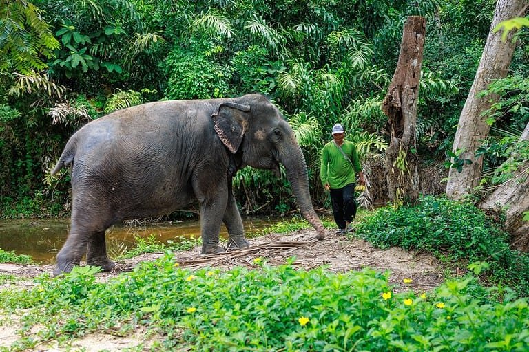 The Astonishing Memory of Elephants - Phangan Elephant Sanctuary