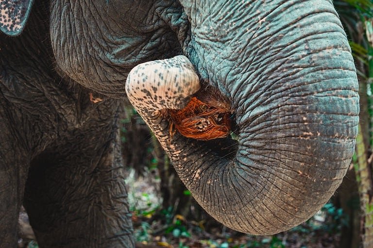 The Marvel of Elephant Trunks - Phangan Elephant Sanctuary