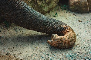 The Marvel of Elephant Trunks - Phangan Elephant Sanctuary