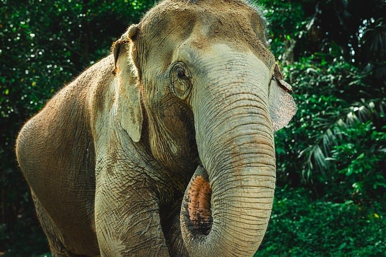 The Marvel of Elephant Trunks - Phangan Elephant Sanctuary