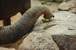 The Marvel of Elephant Trunks - Phangan Elephant Sanctuary