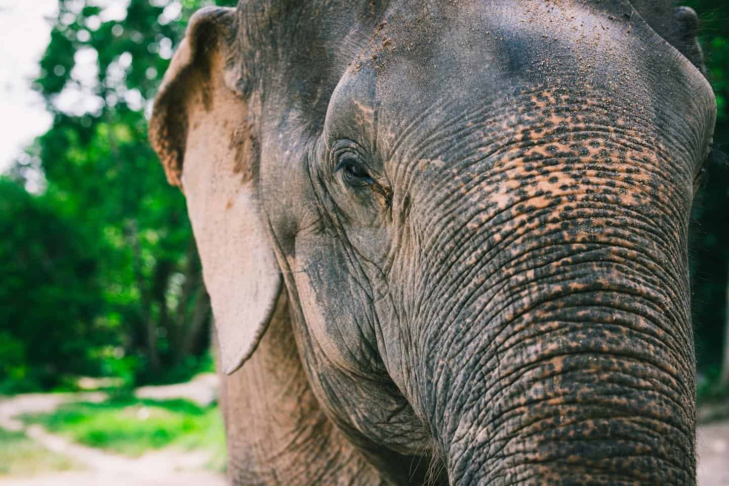 The Astonishing Memory of Elephants - Phangan Elephant Sanctuary