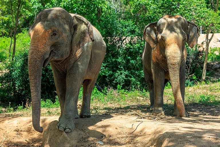 The Astonishing Memory of Elephants - Phangan Elephant Sanctuary