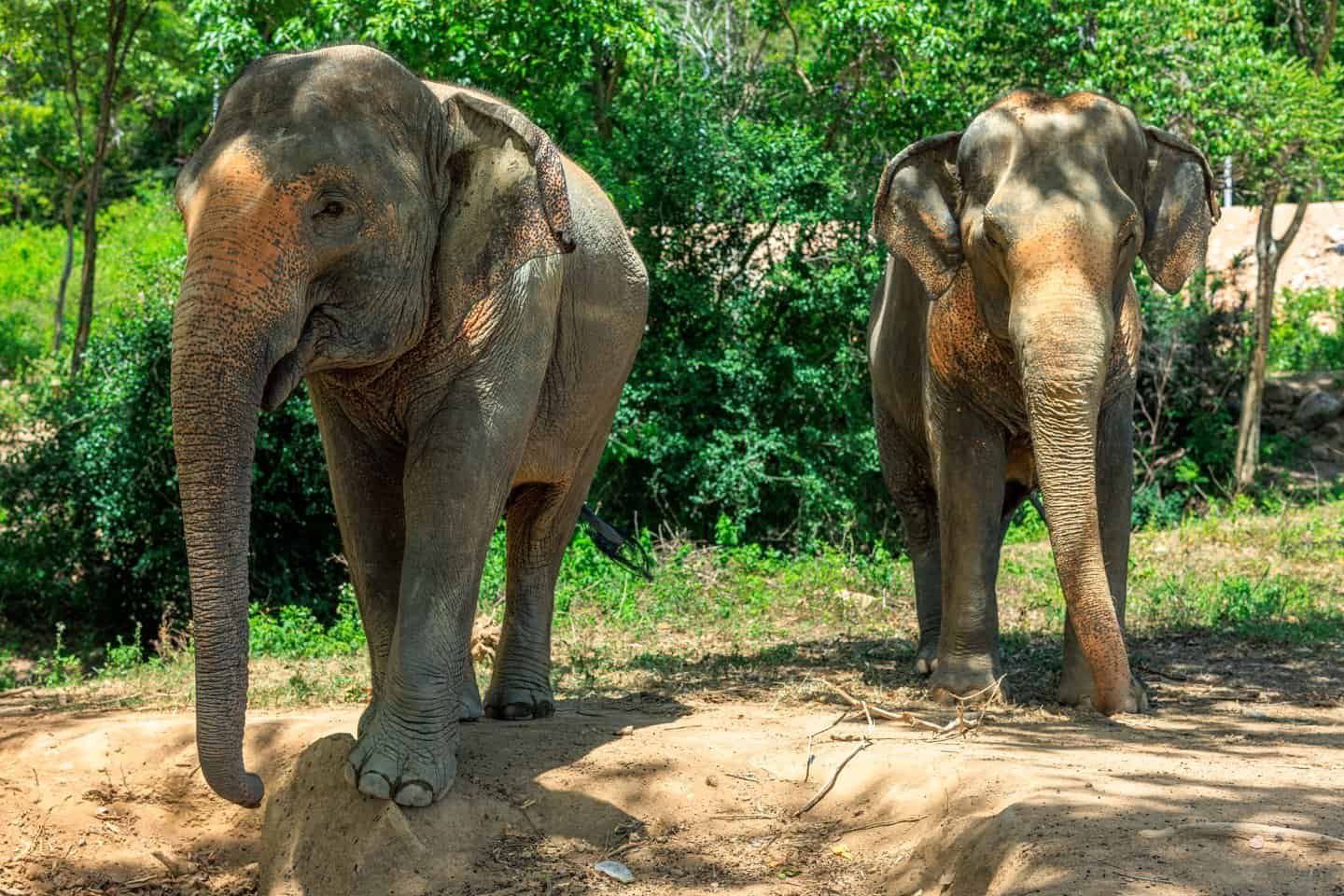 Asian Elephants Versus African Elephants - Phangan Elephant Sanctuary