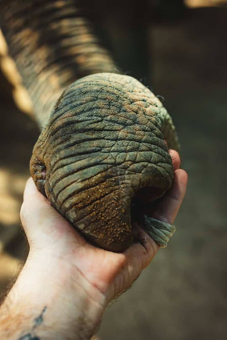 The Marvel of Elephant Trunks - Phangan Elephant Sanctuary