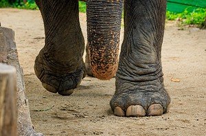 Anatomy of an Elephant: Feet, Skull, and Body - Phangan Elephant Sanctuary