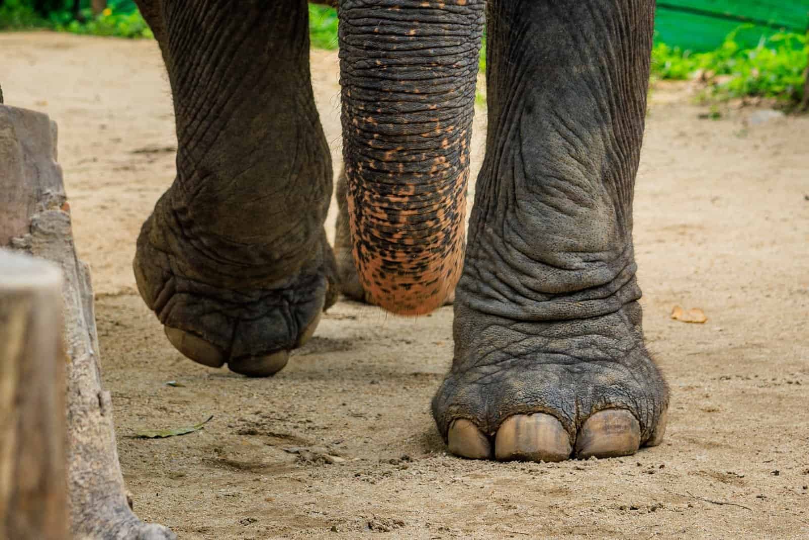 Anatomy of an Elephant: Feet, Skull, and Body - Phangan Elephant Sanctuary