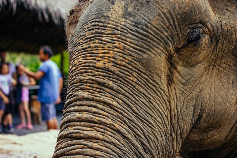 History of Elephants in Thai Culture - Phangan Elephant Sanctuary