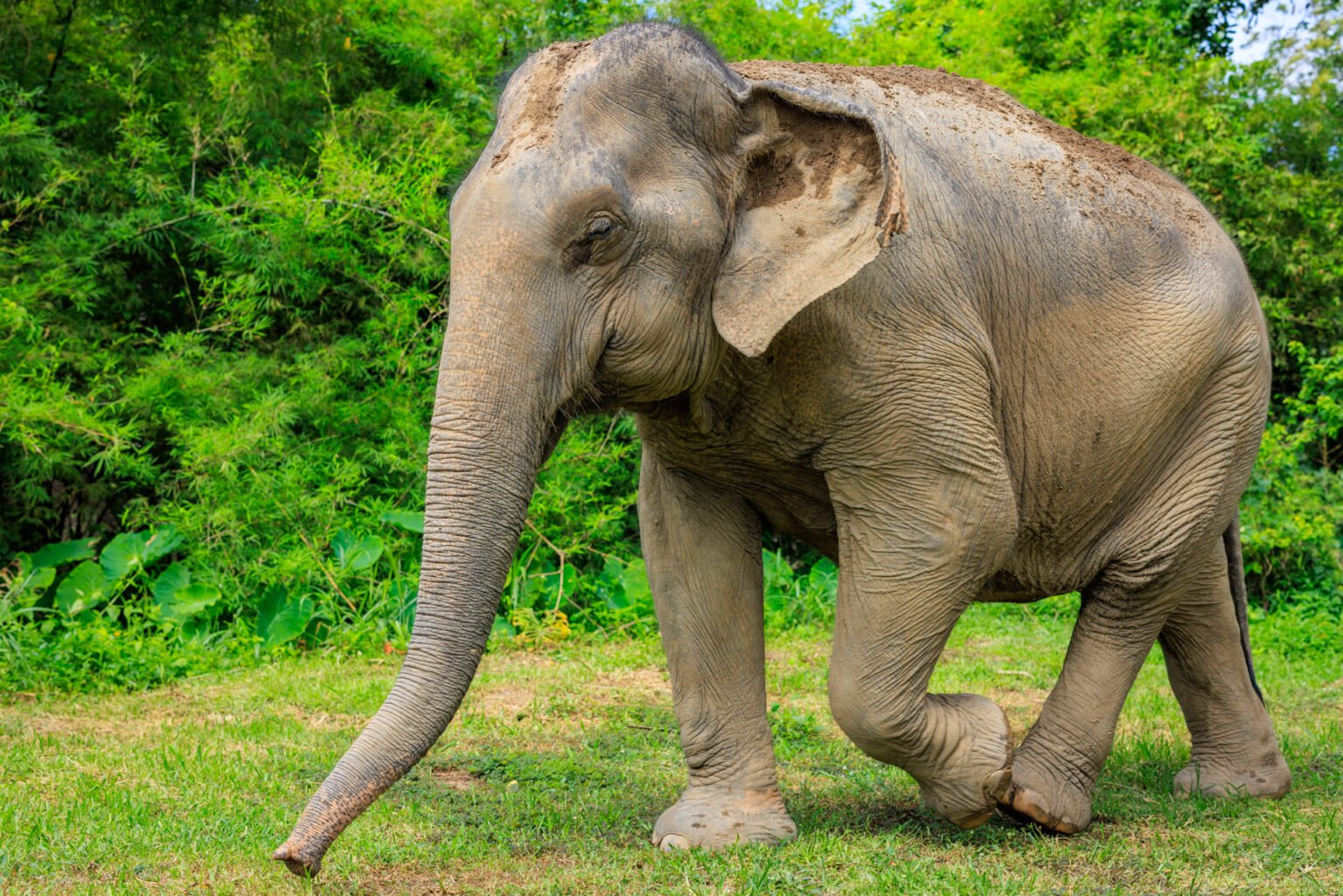 Anatomy of an Elephant: Feet, Skull, and Body - Phangan Elephant Sanctuary