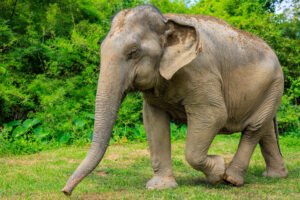 Anatomy of an Elephant: Feet, Skull, and Body - Phangan Elephant Sanctuary