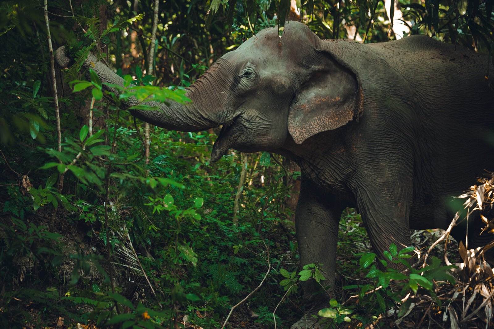History of Elephants in Thai Culture - Phangan Elephant Sanctuary