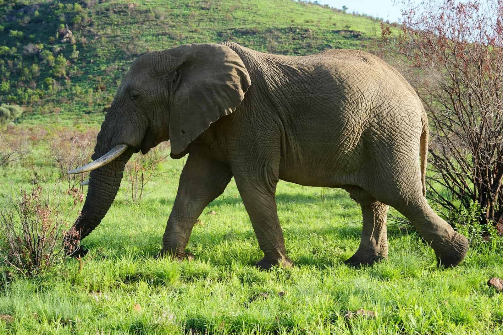 Asian Elephants Versus African Elephants - Phangan Elephant Sanctuary